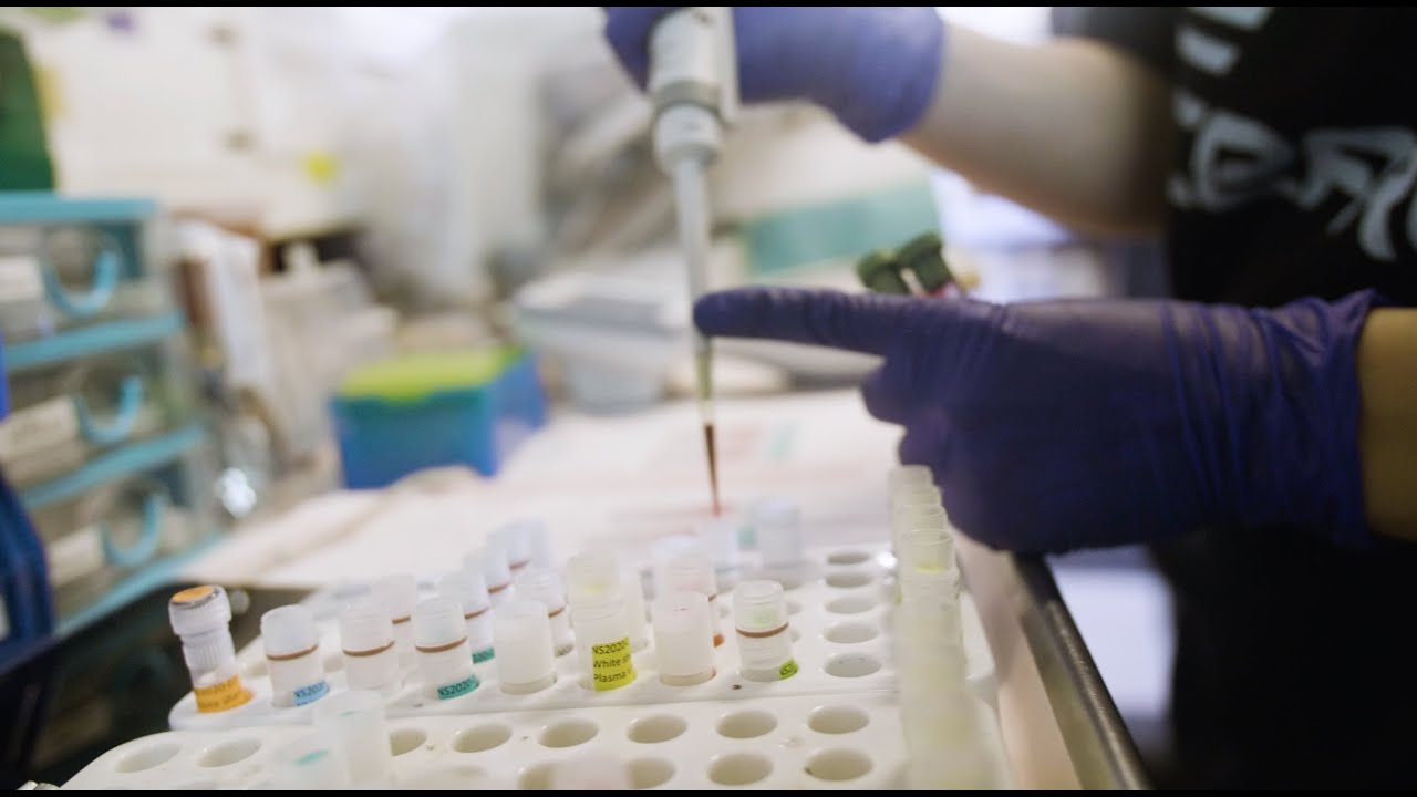 SCIENCE BRIEF: White Shark Blood Samples - YouTube
