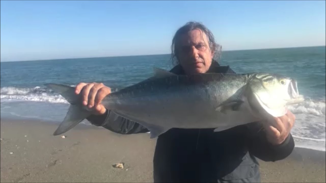 γοφάρια τέρατα... ψάρεμα με τεχνητό δόλωμαα (monster bluefish spinning ...