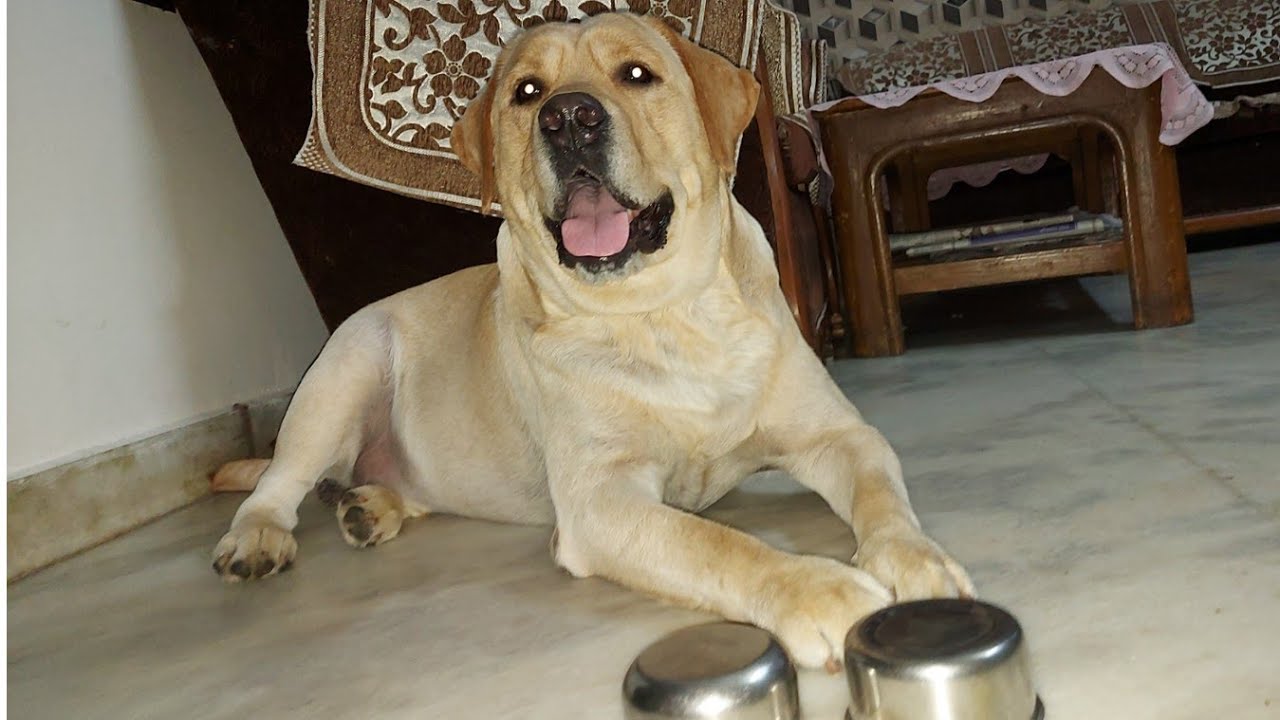 Labrador dog shy Play food in the Bowl game | funny dog video | sourshy ...