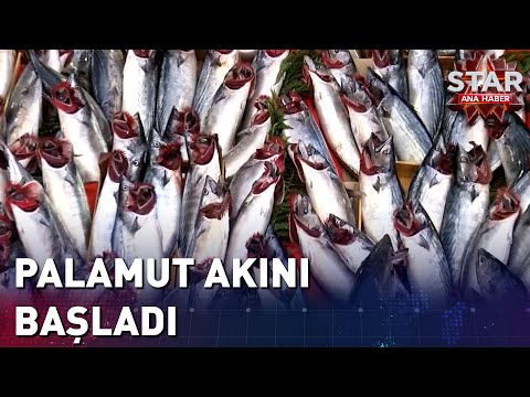 Palamut Akını Başladı