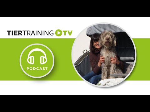 Trennungsstress beim Hund mit Dr. Katrin Voigt - Tiertraining Podcast ...