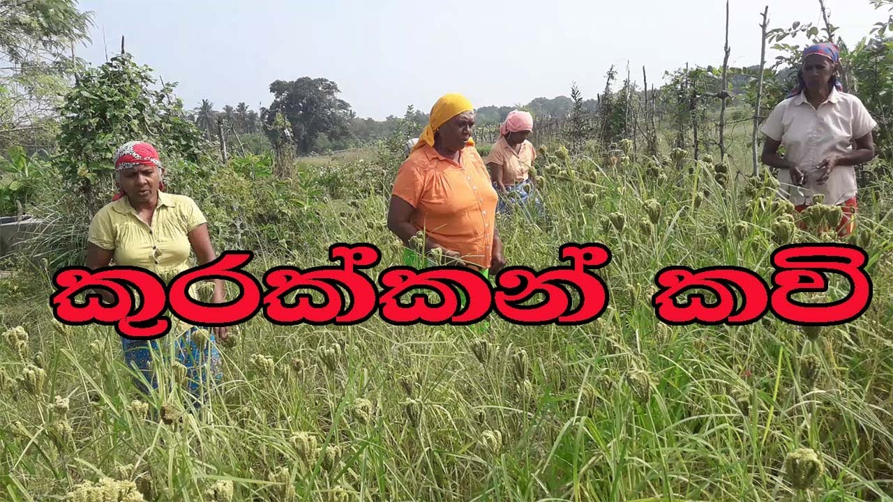 කුරක්කන් කවි/ jana kawi/ kurakkan kawi/ Flok songs - YouTube