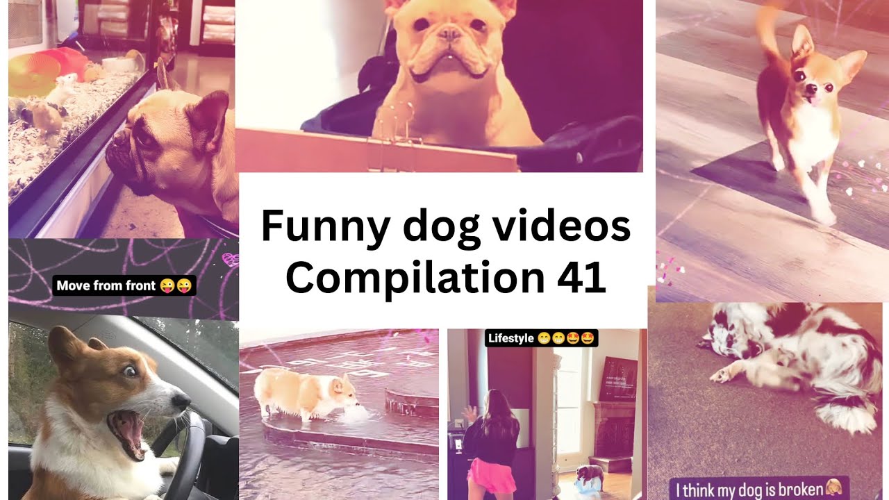funny 🤣 dog video compilation 41 dog tv | dog show | funny dog | cute ...