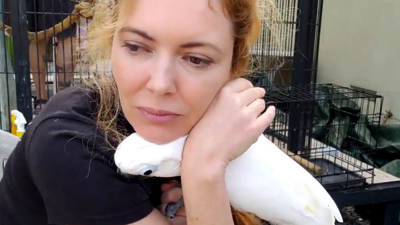 Cockatoo Tortured Before He was Rescued by The Chloe Sanctuary - YouTube