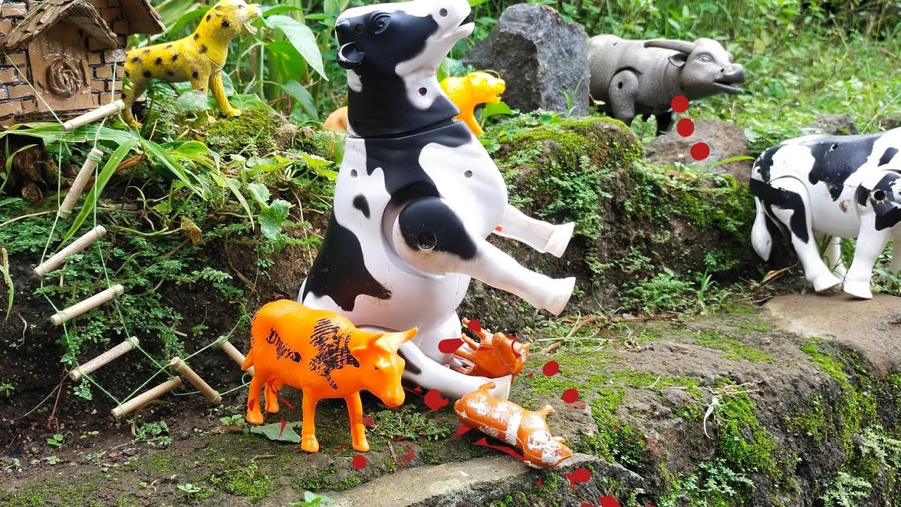 WADIDAU PROSES POTONG SAPI ‼️| SIMULASI PROSES SAPI MELAHIRKAN SESAR ...