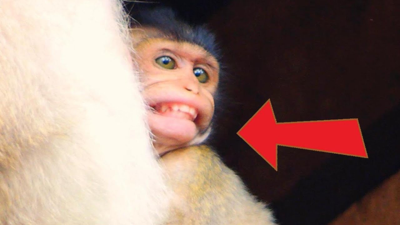 A cute baby monkey’s showing reluctance to be avoided panic ...