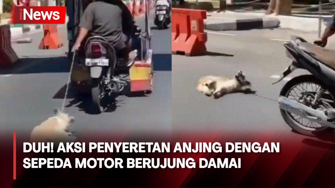DUH! Aksi Penyeretan Anjing dengan Sepeda Motor Berujung Damai - YouTube