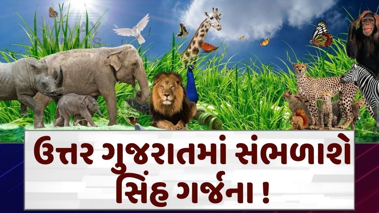 Zoo in Banaskantha | ઉત્તર ગુજરાતમાં સંભળાશે સિંહ ગર્જના! | North ...