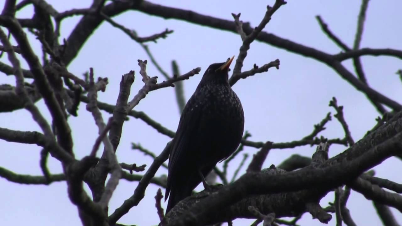 Blue Whistling-thrush (Myophonus caeruleus) - YouTube