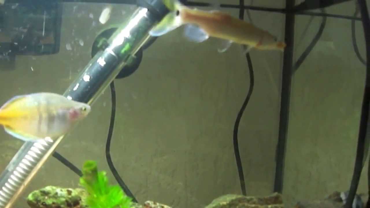 Peixe rocket gar alimentando aqua Bruno1 - YouTube