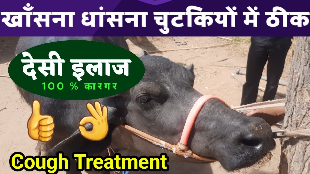 Buffalo Cow ki Khansi ka desi ilaj / cow bhains ki khasi hai Ramawat ...