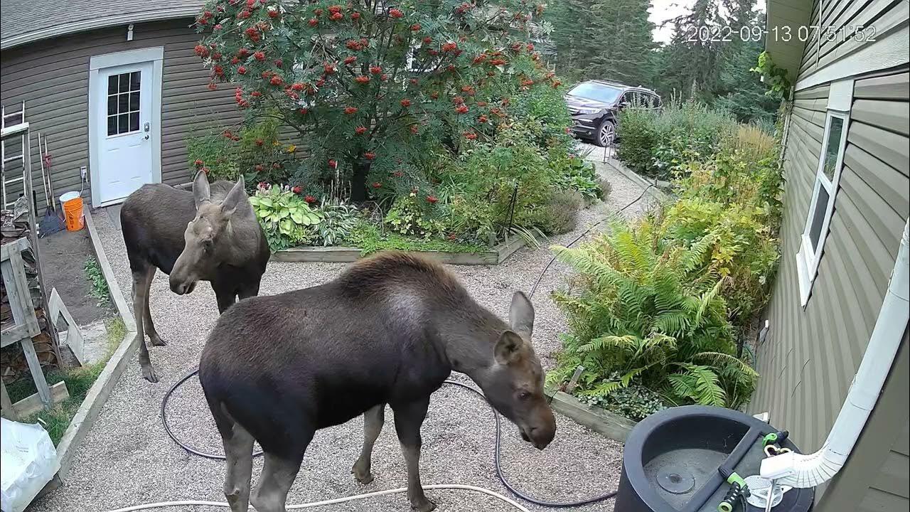 Moose on the Loose - Momma Moose and her Twins - YouTube