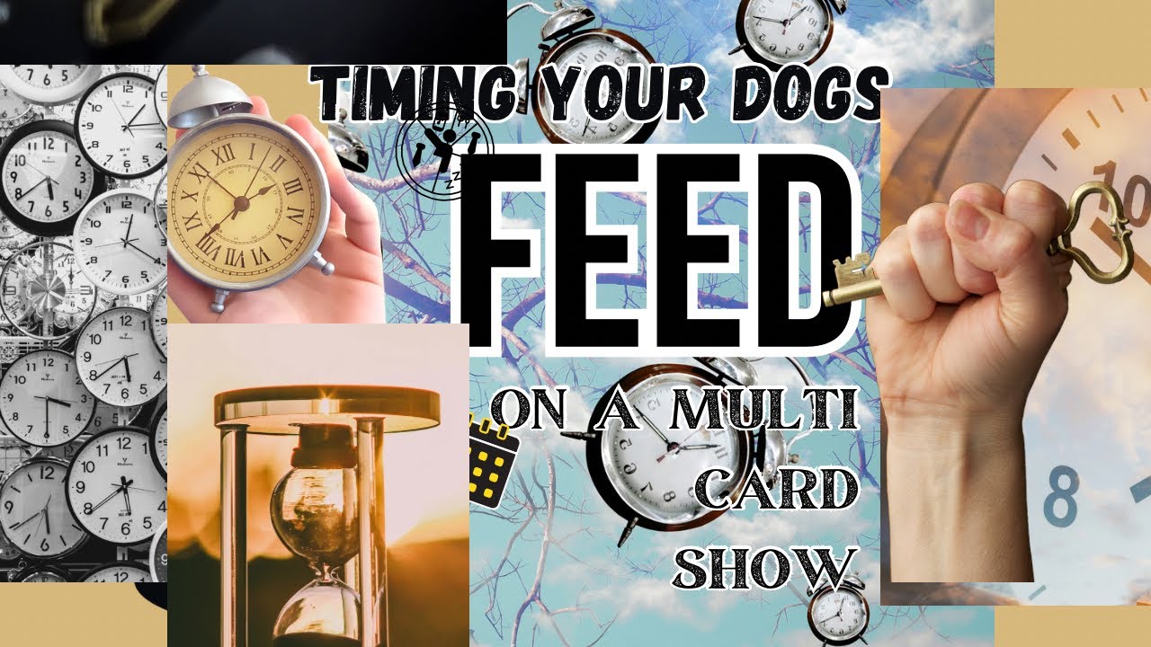 Timing Your Dogs Feed On A Multi-Card Show - YouTube