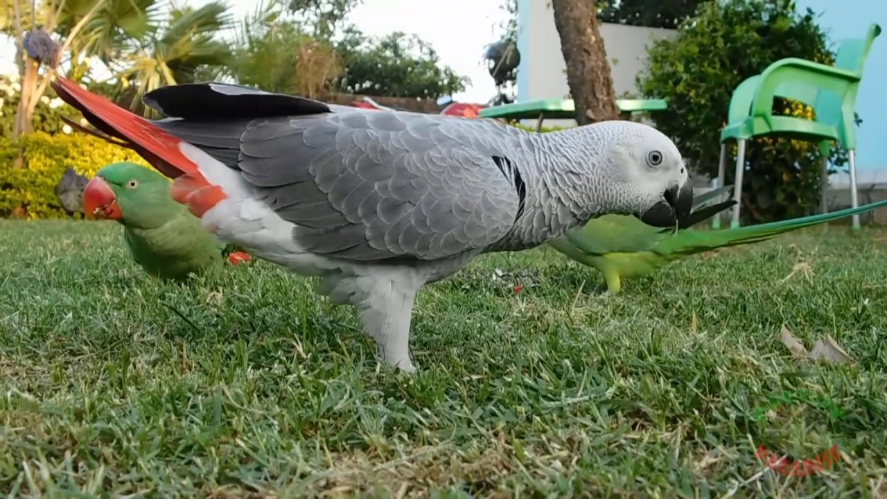 All My Tame Parrots - YouTube