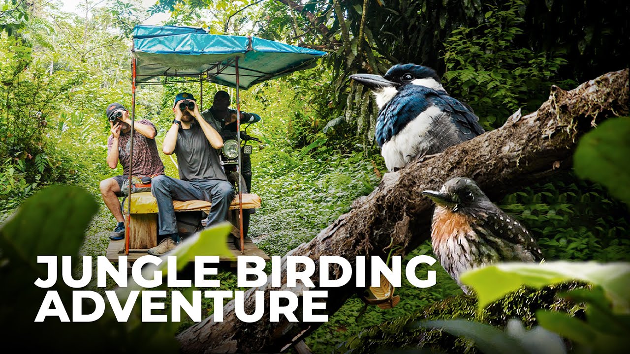 Birding Adventures in Colombia's Pacific Jungle | New Episode Promo ...