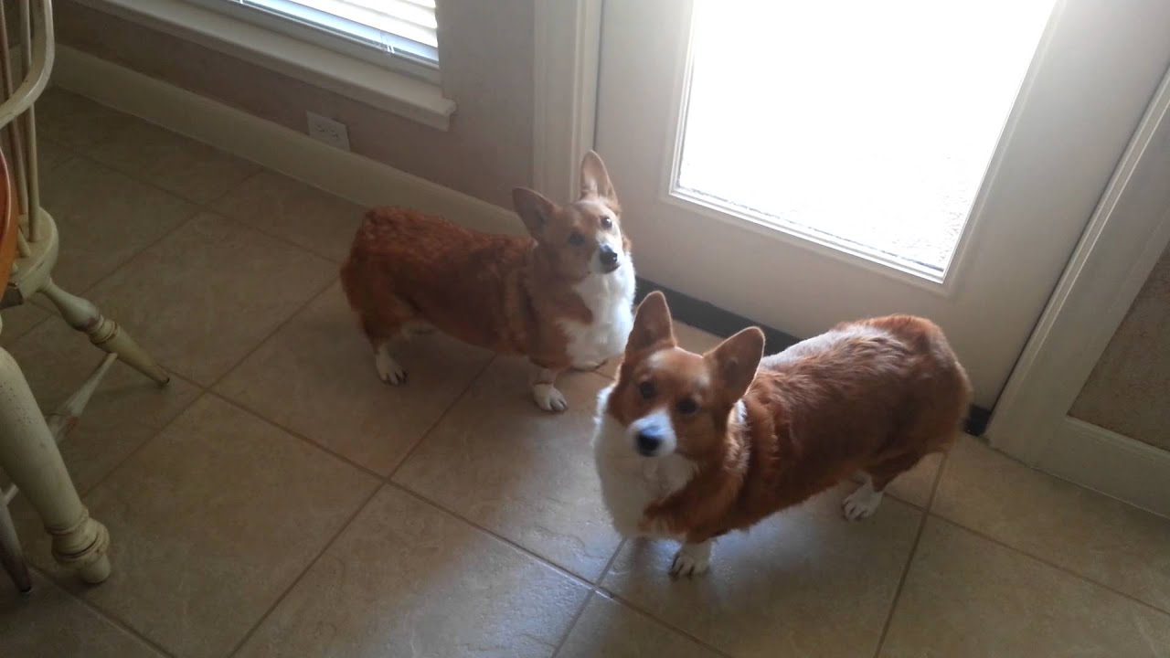 Dog gets caught red handed - YouTube