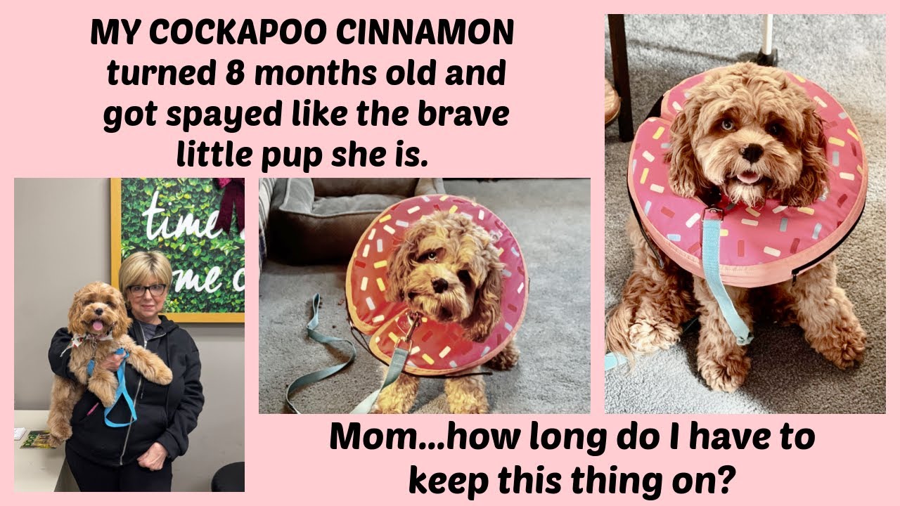 My Cockapoo CINNAMON is 8 months old. She is Spayed, Sassy, and still ...
