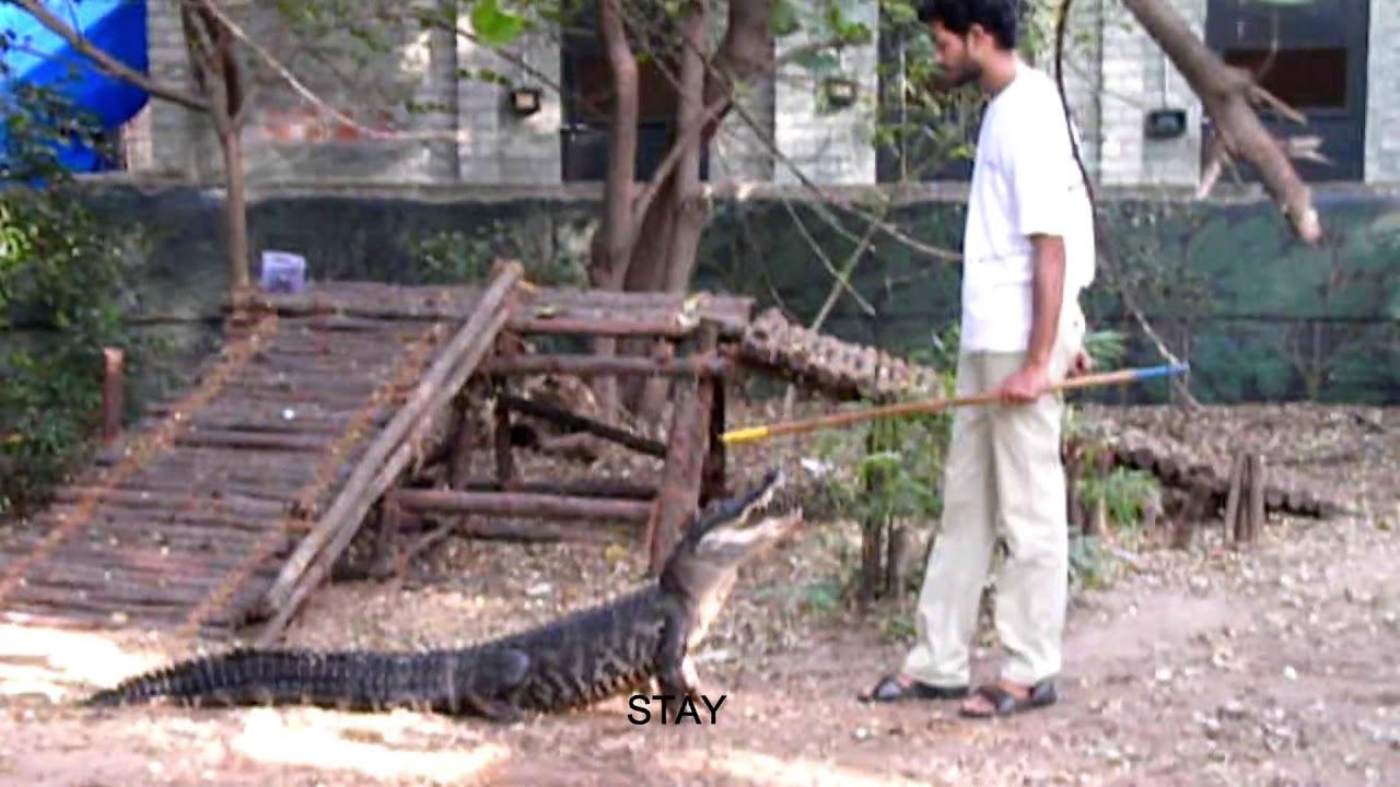 Croc training: American alligator - YouTube