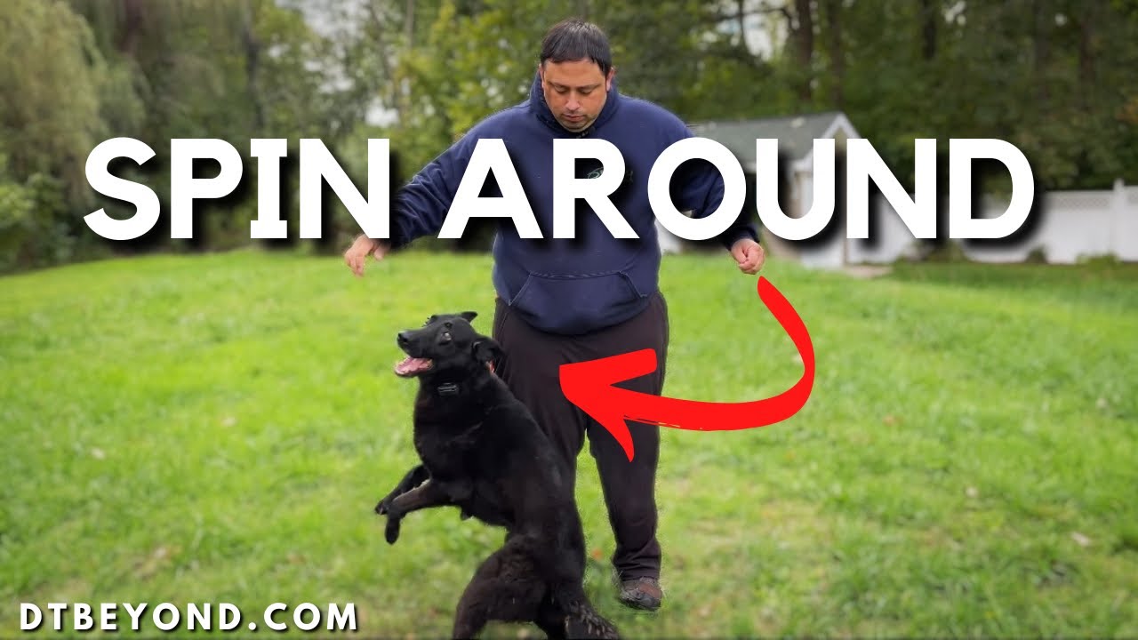 How To Teach Your Dog To Spin Around You! - YouTube