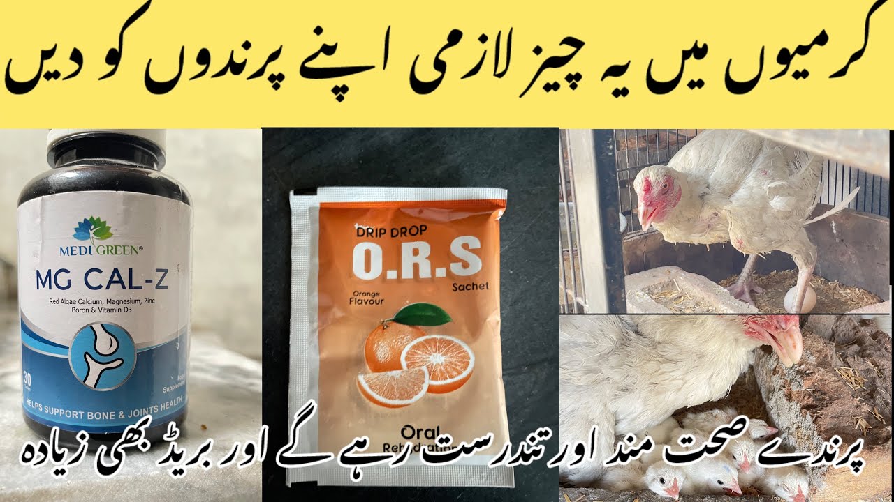 Summer Food For Birds🌹|| Aseel Food Summer || Best Food in Summer For ...