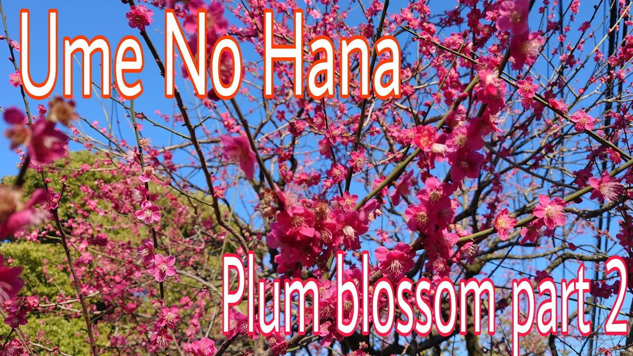 Ume no hana/Plum blossom part 2 /dimple sakura vlog - YouTube
