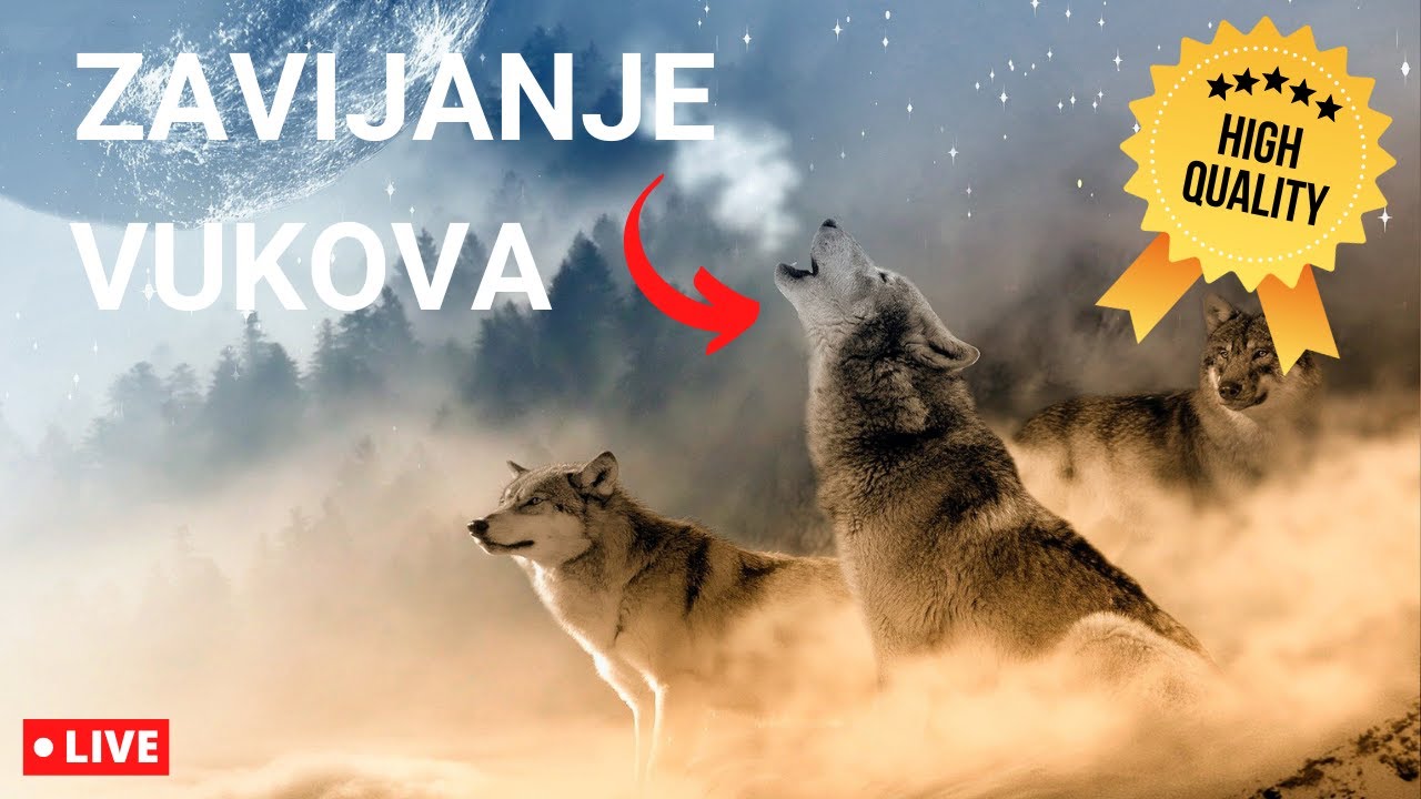🔴 ZAVIJANJE VUKA U SUMI - Zavijanje vukova - Zvuk vuka koji zavija ...