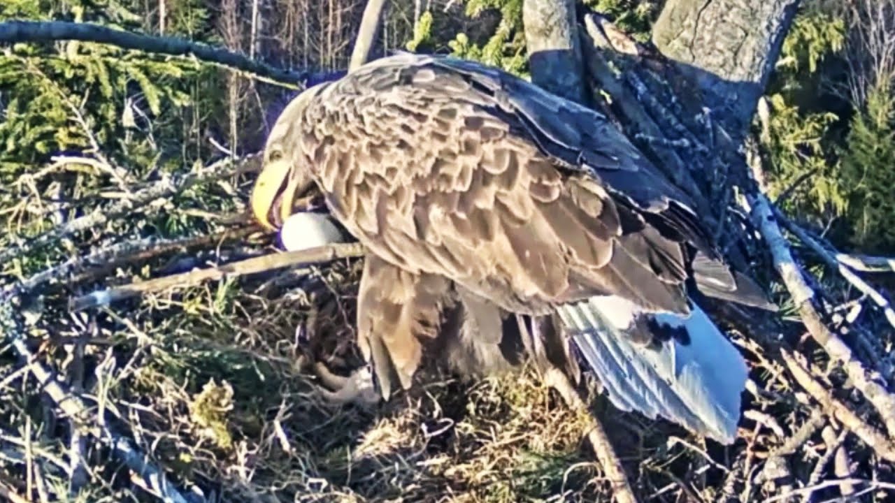 💔😥𝐑𝐚𝐬𝐞𝐧𝐞 𝐭𝐫𝐢𝐞𝐬 𝐭𝐨 𝐩𝐮𝐥𝐥 𝐭𝐡𝐞 𝐞𝐠𝐠 𝐨𝐮𝐭 𝐨𝐟 𝐭𝐡𝐞 𝐛𝐫𝐚𝐧𝐜𝐡𝐞𝐬~𝟒:𝟓𝟗 𝐩𝐦 𝟐𝟎𝟐𝟒/𝟎𝟑/𝟏𝟎 ...