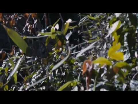 Cennet Sineması - War of The Arrows