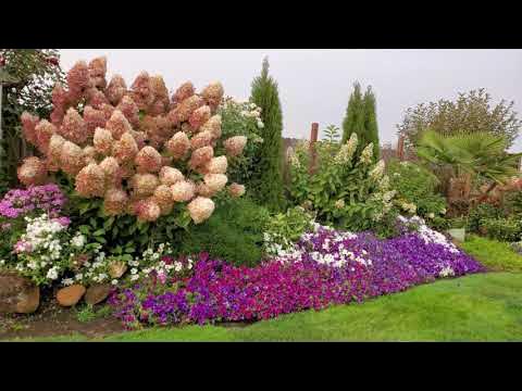 Метельчатые гортензии. Какие подпорки у наших метельчатых гортензий ...
