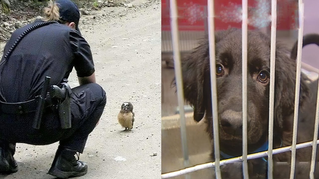 Cute Animals That Got Arrested For Strange Reasons - YouTube