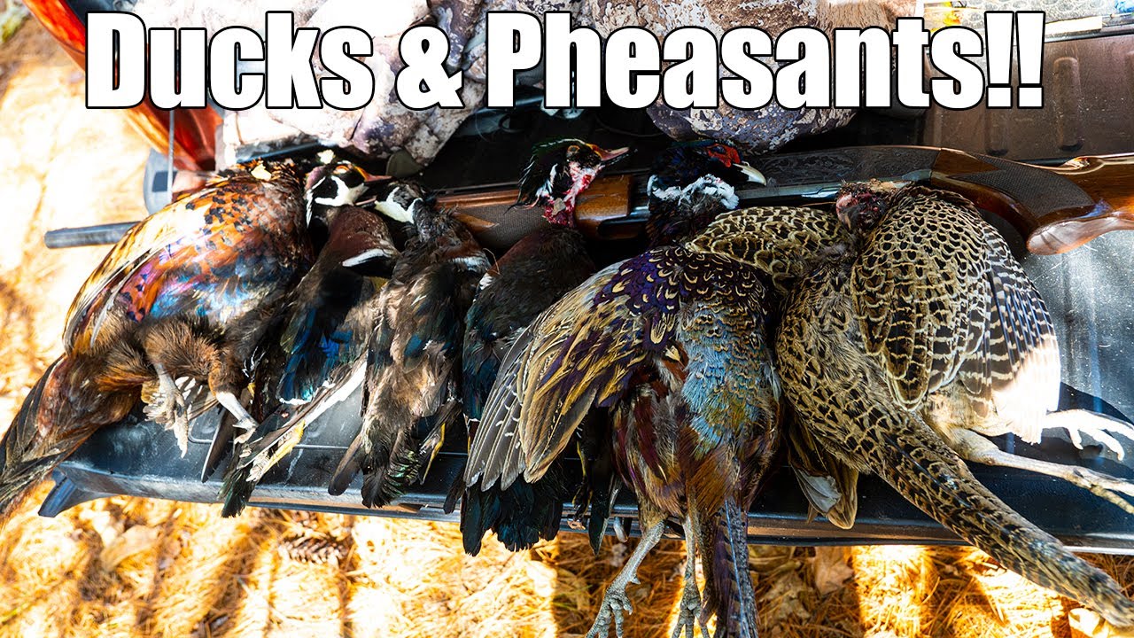 Mid October Duck & Pheasant Action!! - YouTube