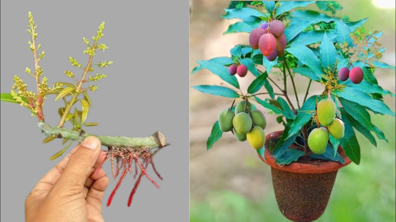 Best method for propagating fruit trees from leaf cuttings, unique and ...