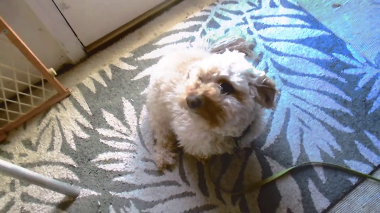 Shameless Dogs - YouTube