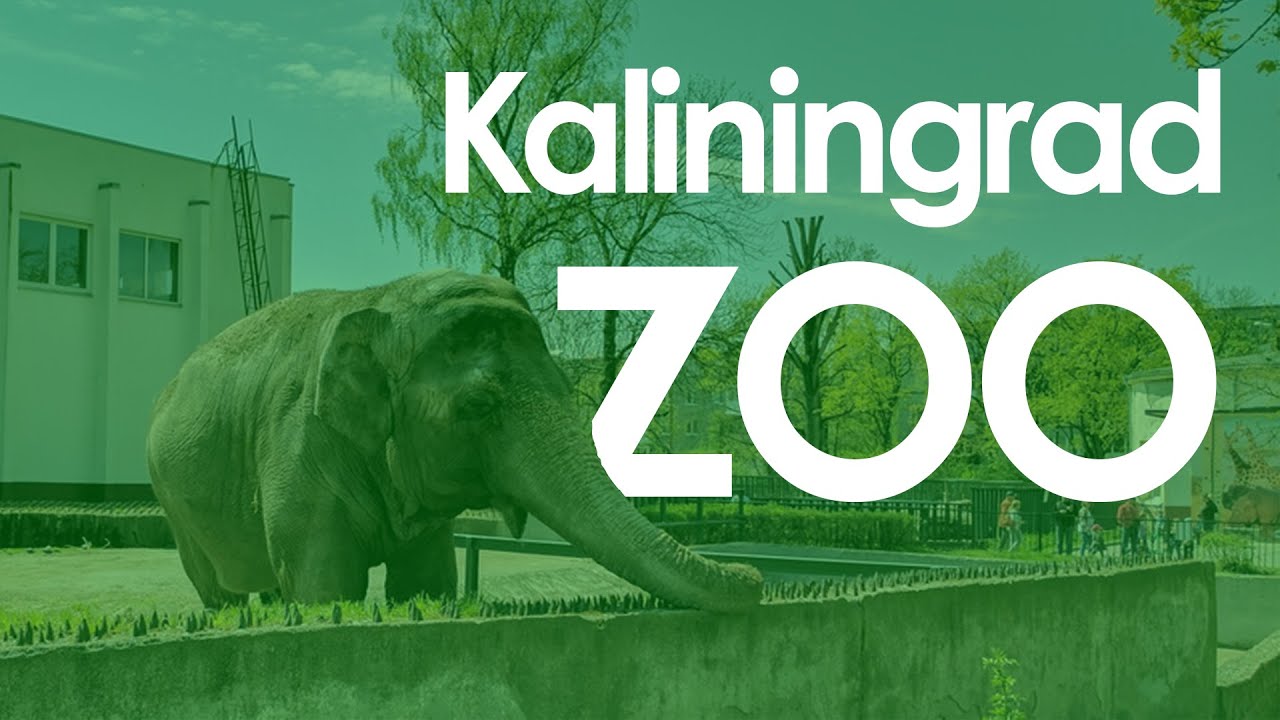 Zoo Review - [KALININGRAD] - YouTube