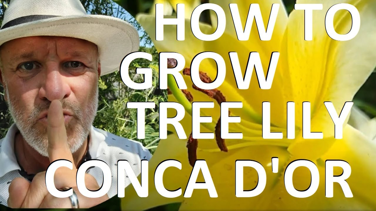 How to Plant and Grow the Giant Tree Lily 'Conca D'Or' - YouTube
