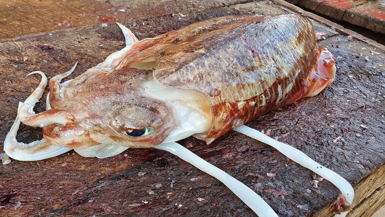Fresh Cuttlefish Cleaning | Squid Cleaning Skills - YouTube