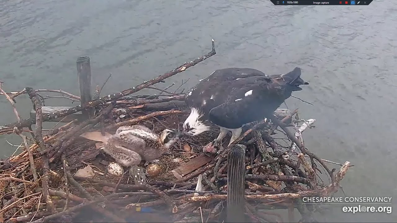 3rd Fish: a Shad's Tail for Audrey and Junior - Chesapeake Osprey Nest ...