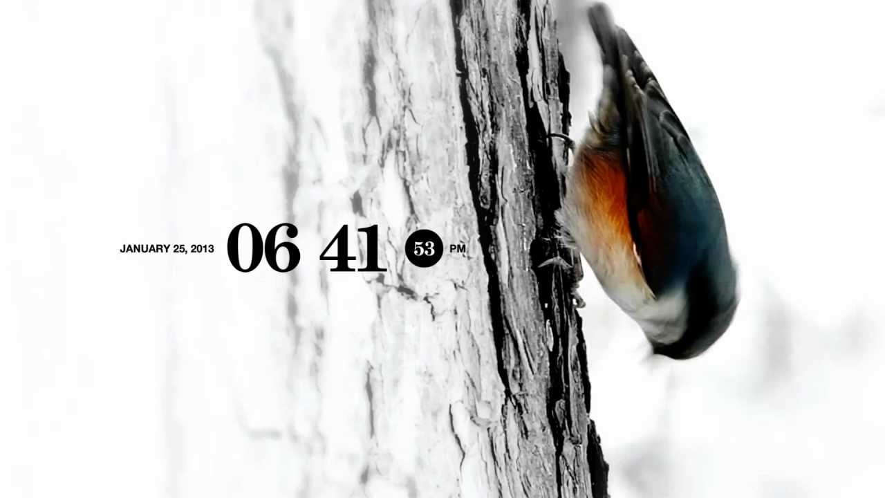 Bird Life Screensaver - YouTube