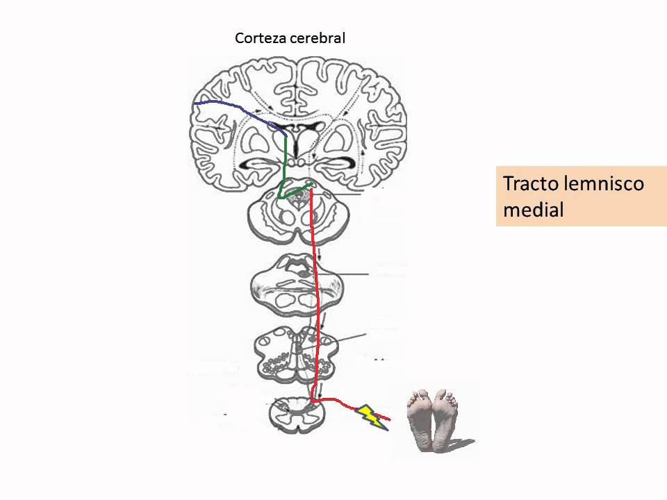cortico espinal lateral.wmv - YouTube