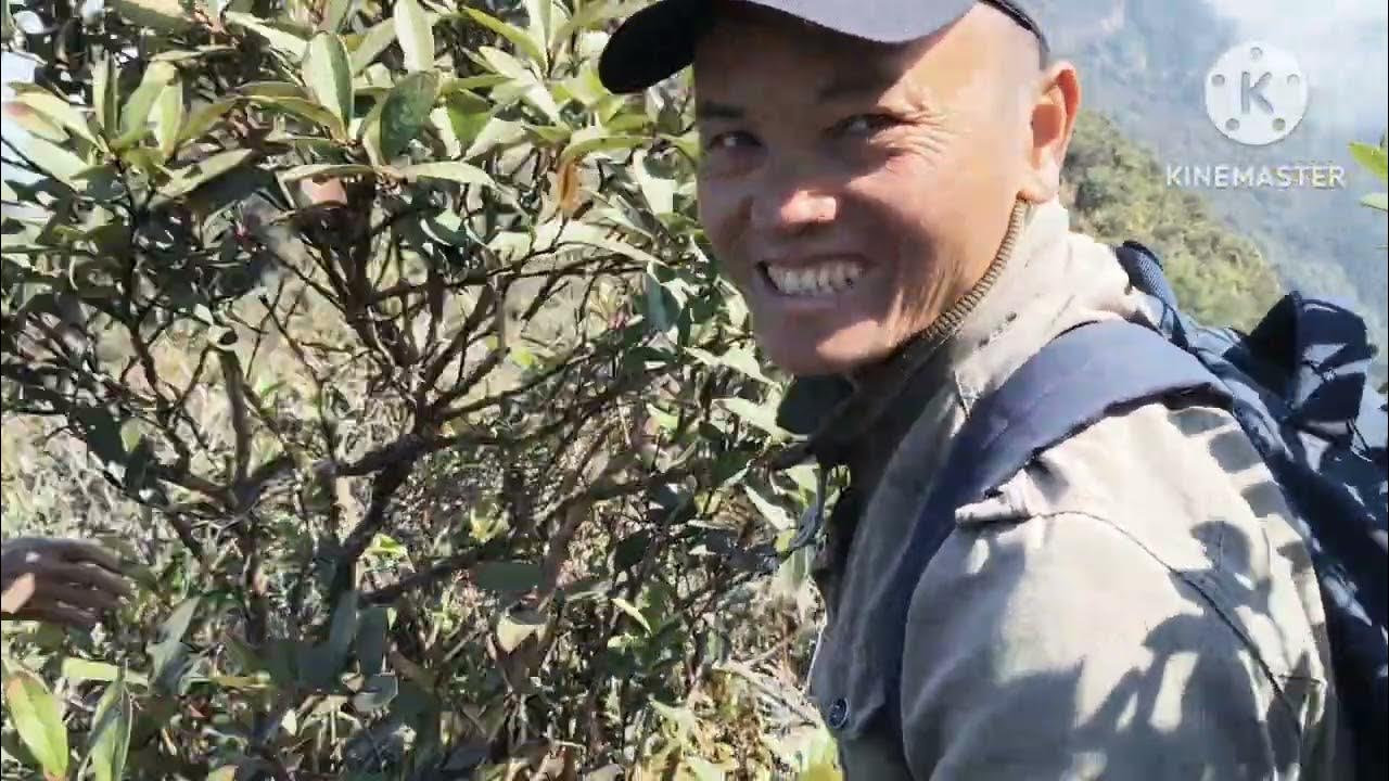 mus ncis saib toj roob siab tshaj 2/2/2025 - YouTube