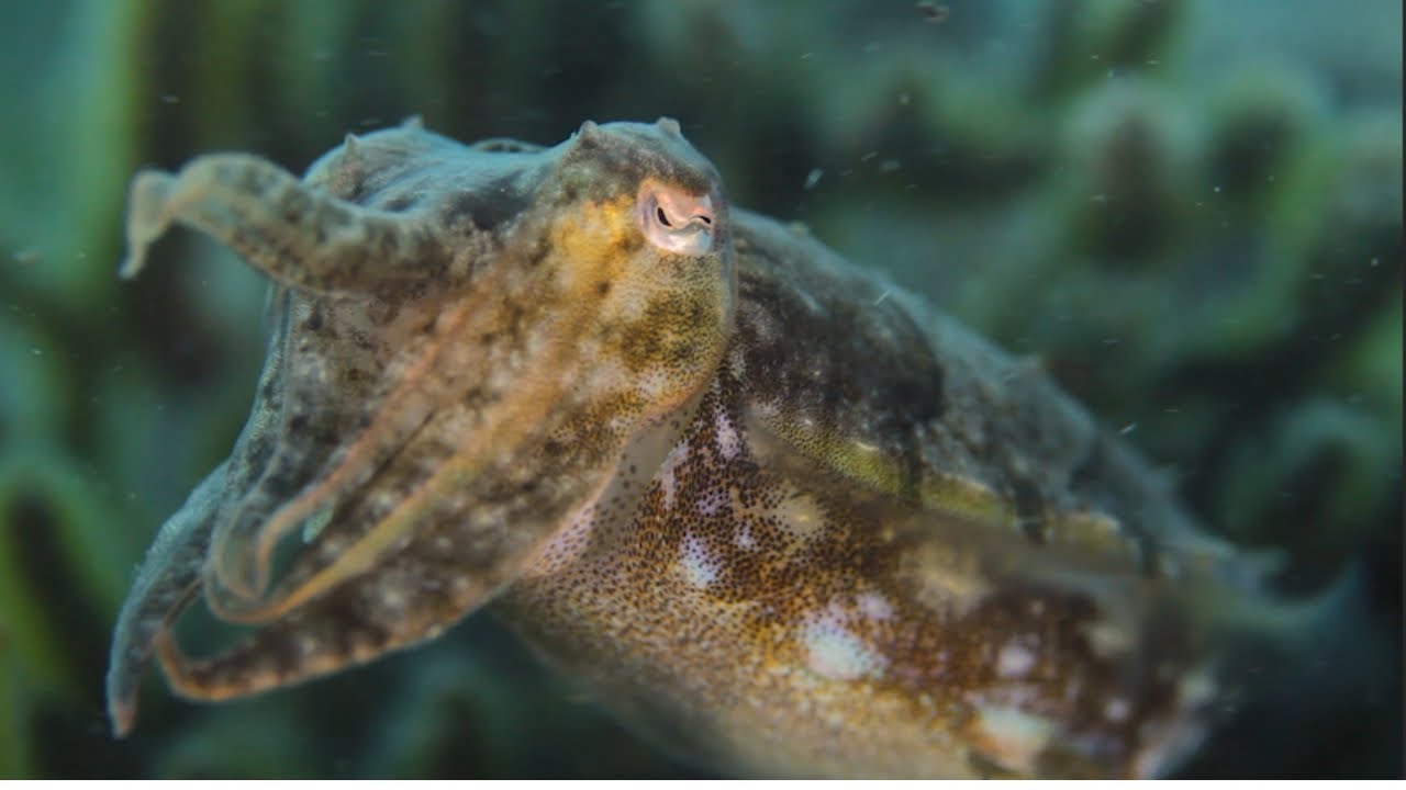 Coldown with this compilation of CUTTLEFISH, the masters of camouflage ...