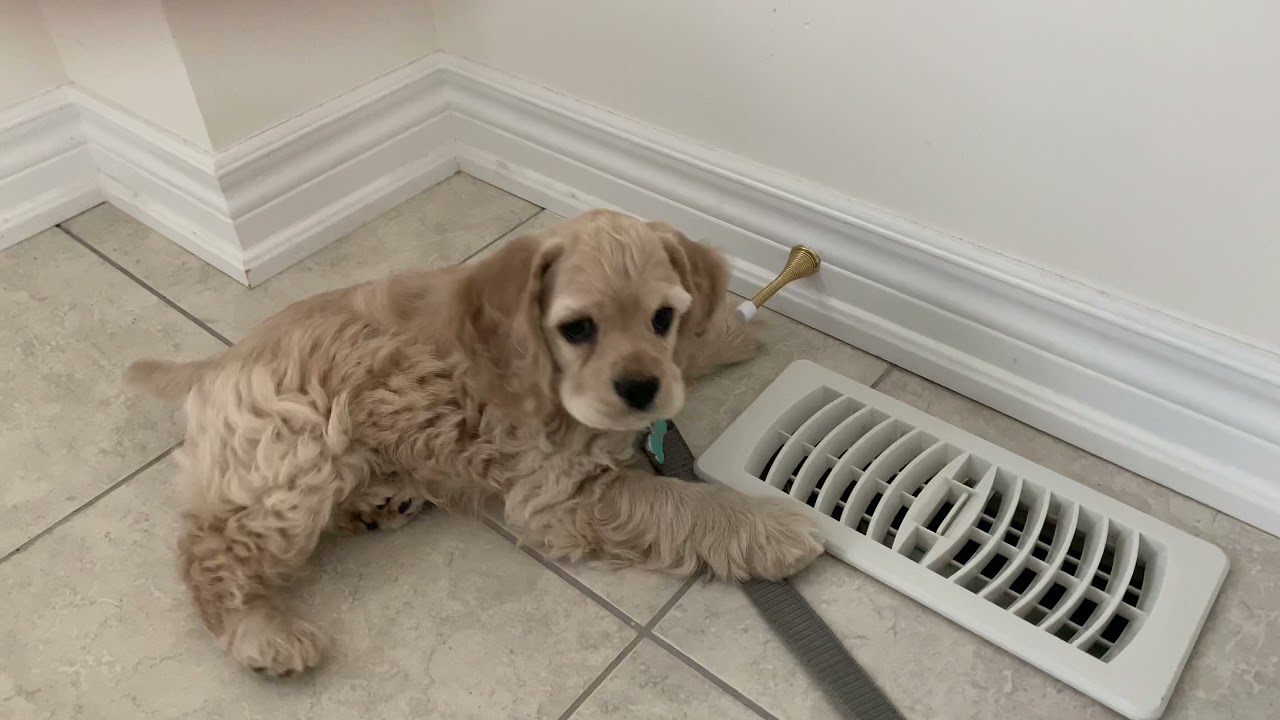 American Cocker Spaniel puppy 8 weeks old plays with door stopper PART ...