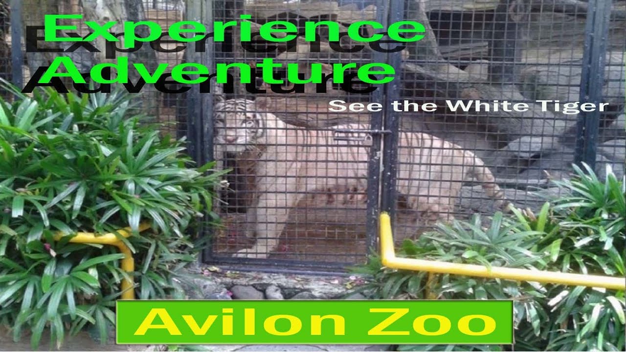 Vlog #21 AVILON ZOO ADVENTURE ǀǀ Wildlife at Avilon Zoo ǀǀ #1 Must-See ...