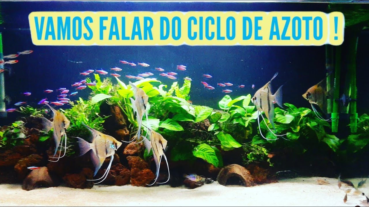 ENTENDER O CICLO DE AZOTO? ( CICLO DE NITROGÉNIO ) E COMO FAZER? VOU ...