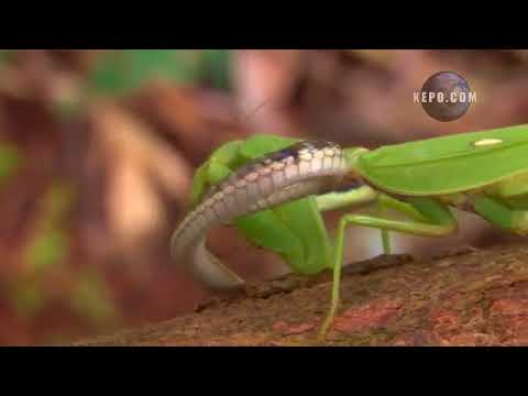 snake vs praying mantis - YouTube