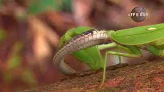 Praying Mantis Eating Snake