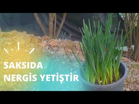 Saksıda Nergiz yetiştiriciliği