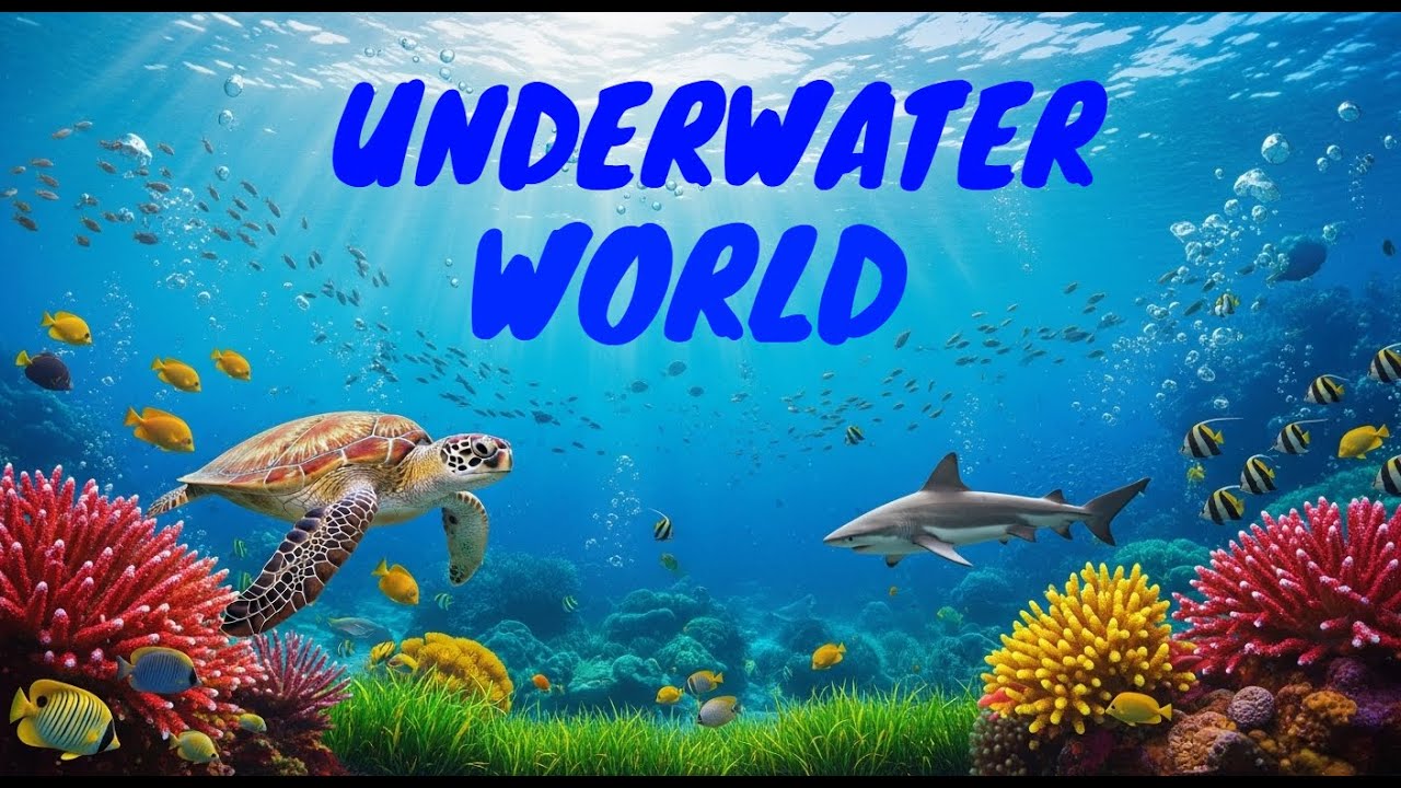 OCEAN RELAX – Marine Life, Sea Animals and Coral Reef | Underwater ...