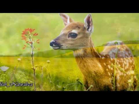 BANDARI ~ Melody of love