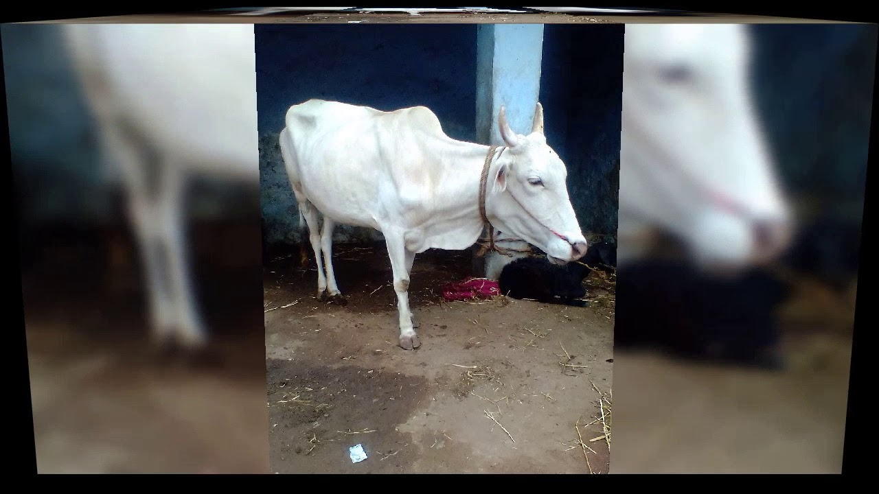 Elango - YouTube
